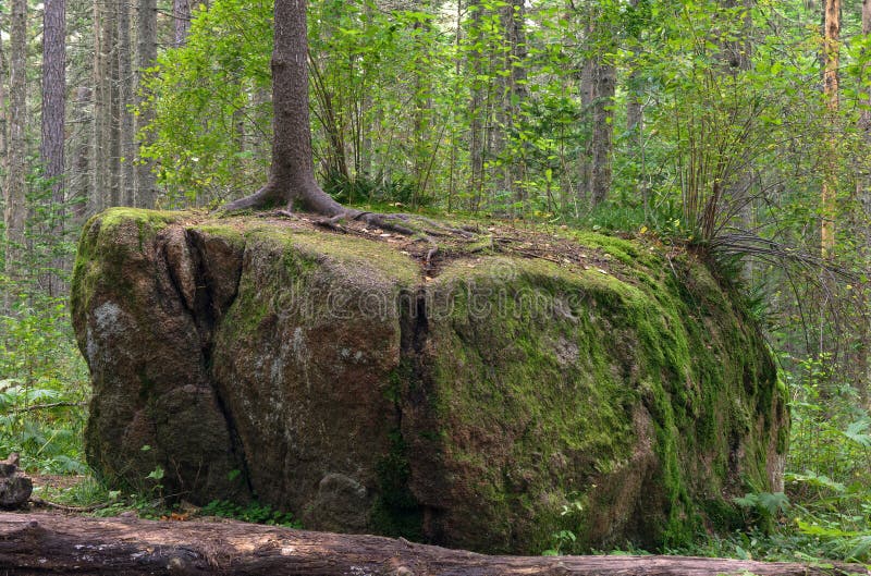 Tree on a rock stock image. Image of stem, flowing, environment - 33783541