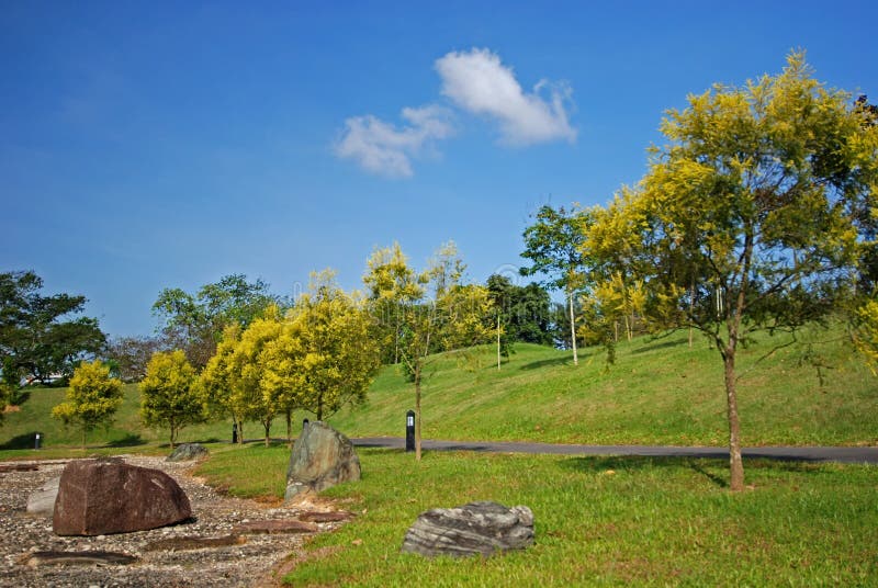 Tree, Rock and Landscape in the Park Stock Photo - Image of nature ...