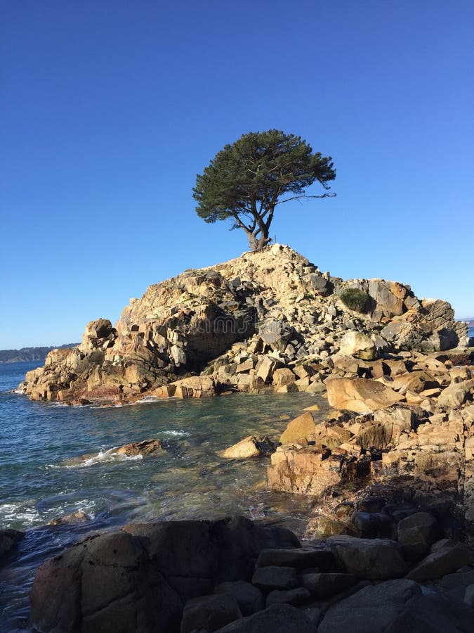 Tree on a rock stock photo. Image of rock, paisaje, chile - 106882406