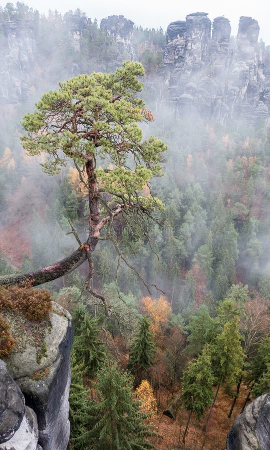 Tree on rock stock image. Image of bastei, nature, tree - 64180753