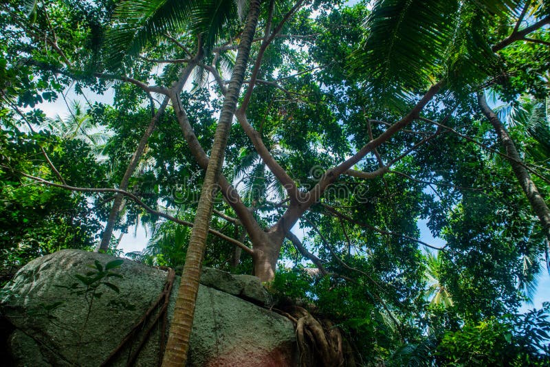 Tree on the Rock at the Tropical Forest Stock Image - Image of bridge ...
