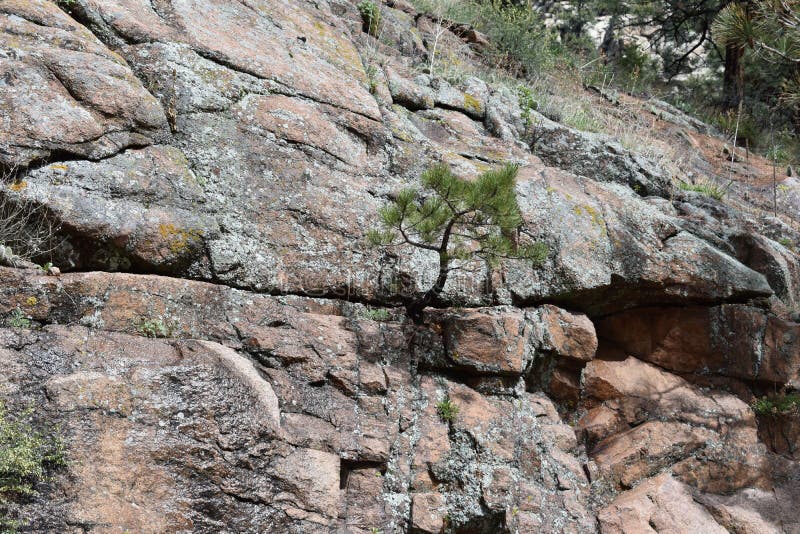 Tree in Rock stock image. Image of plant, crack, tree - 94776399