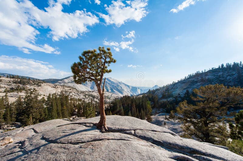 The Tree on the Rock in Yosemite Park Stock Photo - Image of dome ...