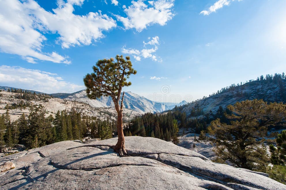 The Tree on the Rock in Yosemite Park Stock Photo - Image of dome ...