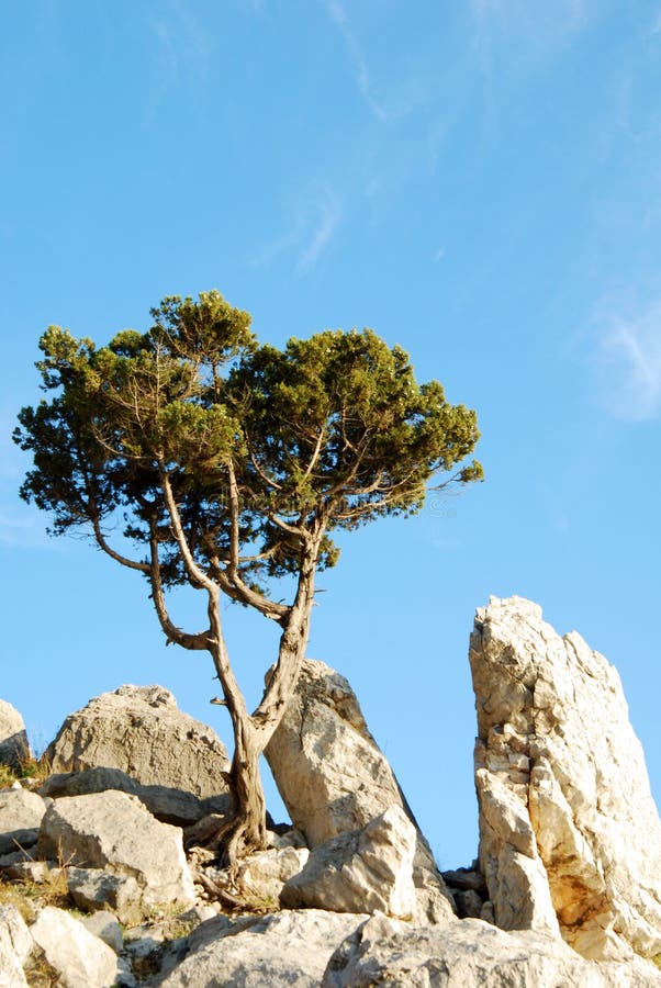 Tree in the rocks stock photo. Image of resort, beautiful - 12557724
