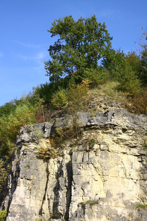 Tree on rocks stock photo. Image of tree, plant, nature - 16412532