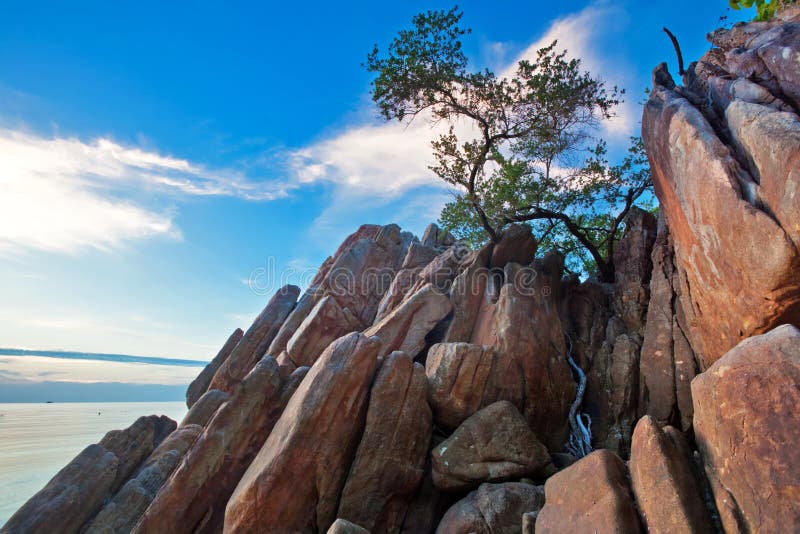 Tree on the rocks stock photo. Image of clear, blue, rocks - 17496316