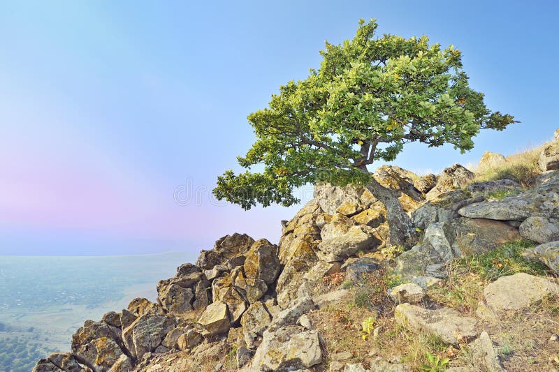 Tree on rocks stock image. Image of country, rural, rock - 18545017