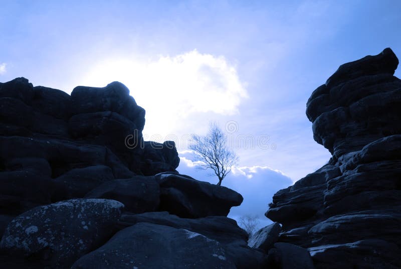 Tree in rocks stock photo. Image of outdoors, growth, determination ...