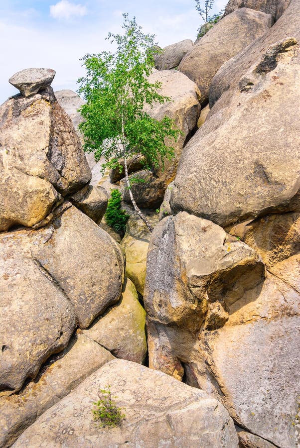 Tree among the rocks stock photo. Image of tourism, bark - 33596694