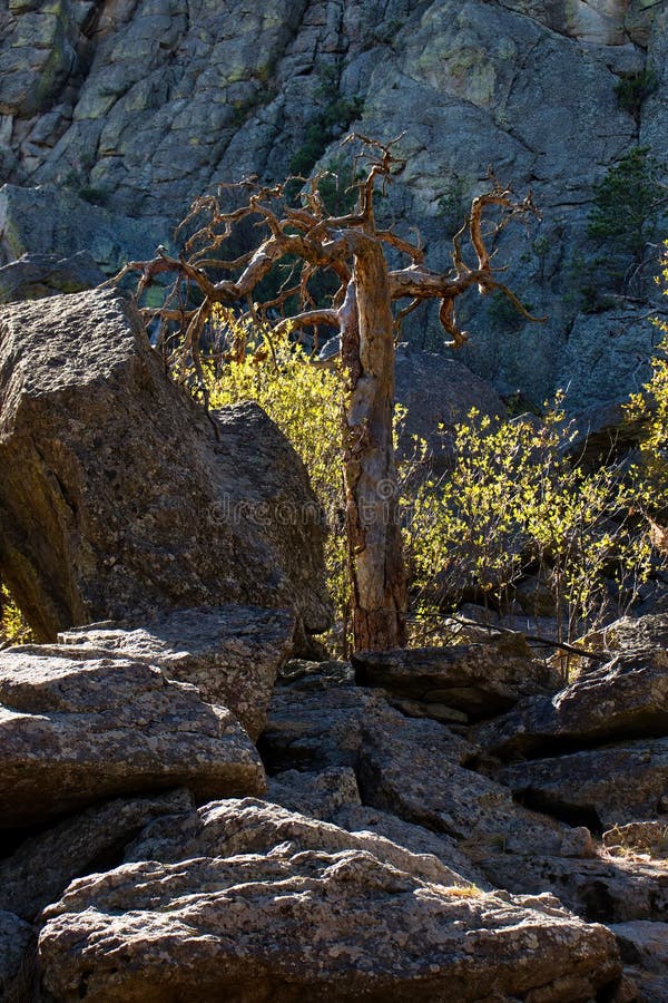 Tree and Rocks at Devil S Tower Stock Photo - Image of landscape ...