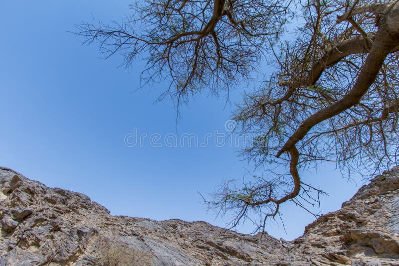 Tree with Rocks in Landscape Stock Photo - Image of natural, sand ...