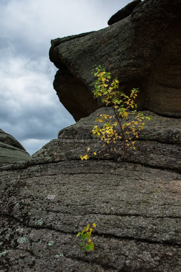 Tree on the rocks stock photo. Image of leader, beauty - 148344154