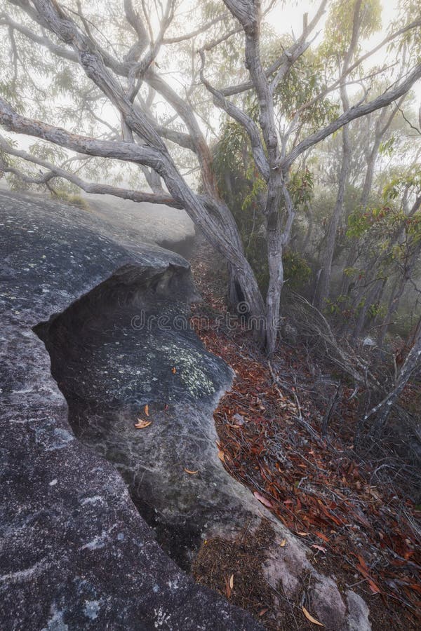 Tree and Rocks in Mist or Fog on NSW Central Coast in Australia Stock ...