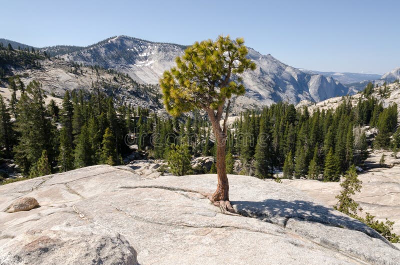 Tree on the Rocks in Yosemite Stock Image - Image of landscape ...