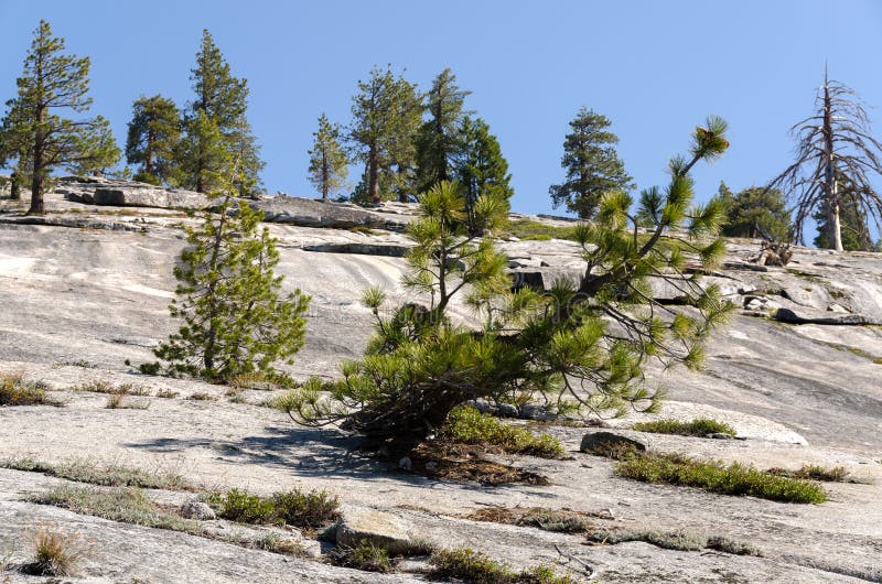 Tree among the Rocks in Yosemite Stock Image - Image of summer, tourism ...