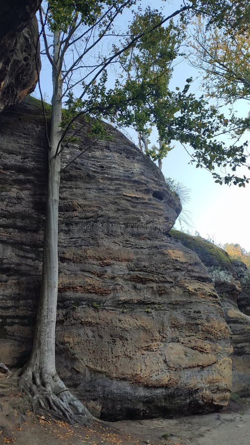 Tree Rocky Cliff Forest Path Nature Travel Stock Photo - Image of green ...