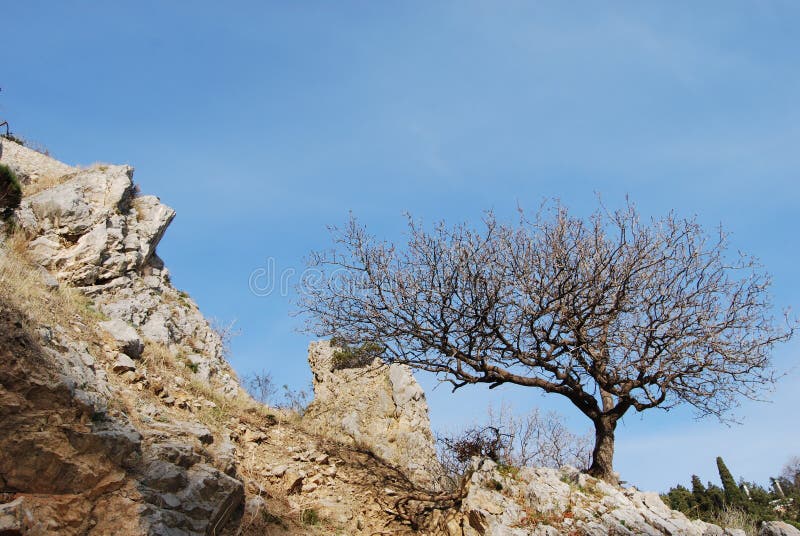 Tree on the rocky hill stock photo. Image of rocks, autumn - 12080112