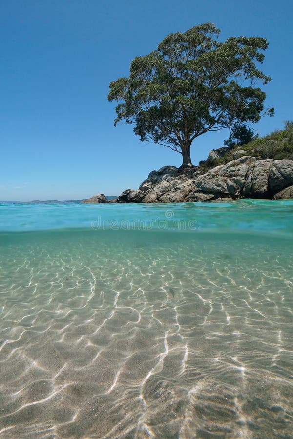 A Tree on a Rocky Ocean Shore with Sand Underwater Natural Scene Stock ...