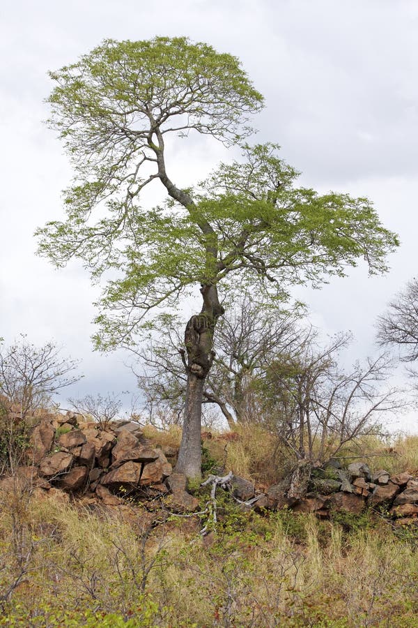 Tree on a rocky ridge stock photo. Image of nature, safari - 19333714