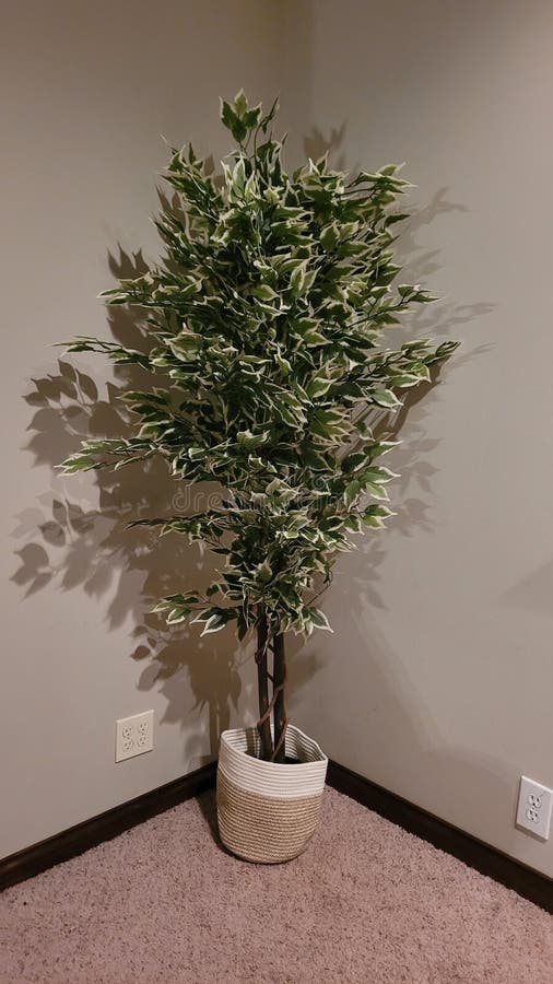 Tree in room corner stock photo. Image of tree, home - 232134320