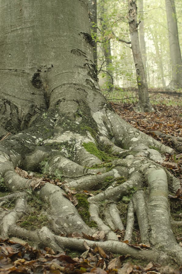 Tree root 1 stock photo. Image of mystery, forest, fairytale - 27105686