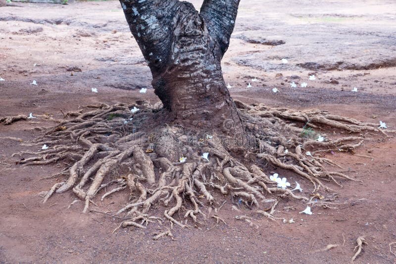Tree root stock photo. Image of wooden, uprooted, wind - 25147060