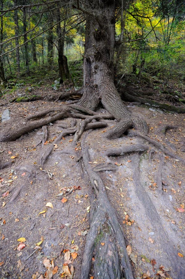 Tree root with a cross stock image. Image of landscape - 48195297