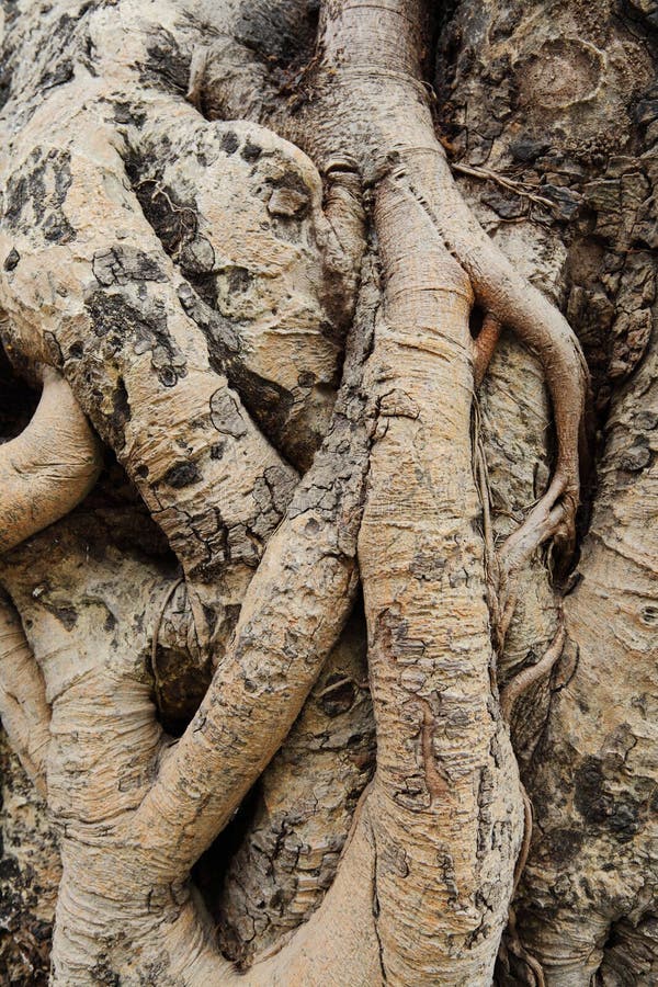 Tree root texture stock photo. Image of surface, line - 33633974