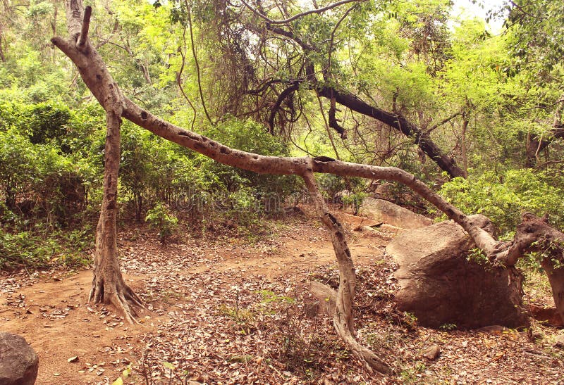 Tree root arch stock image. Image of land, chennai, pattern - 92930737