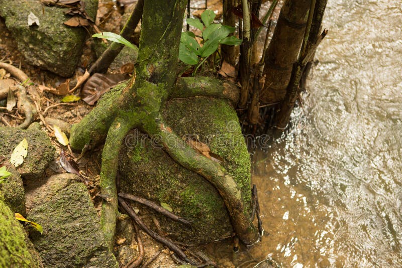Tree` Root Around the Old Stone in the Forest. Stock Photo - Image of ...