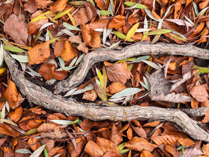 Tree Root and Autumn Leaves Stock Photo - Image of landscape, november ...