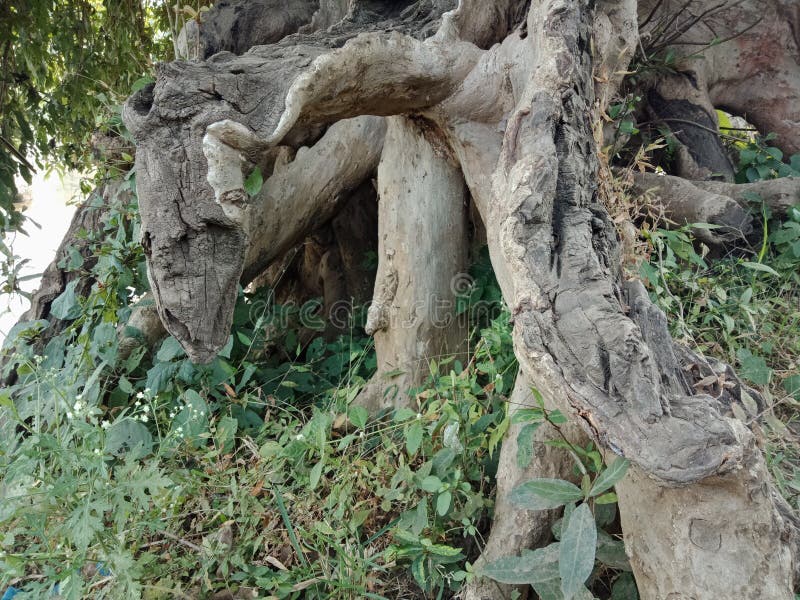 Tree Root Bark Texture, Nature Creation Background Wallpaper. Stock ...