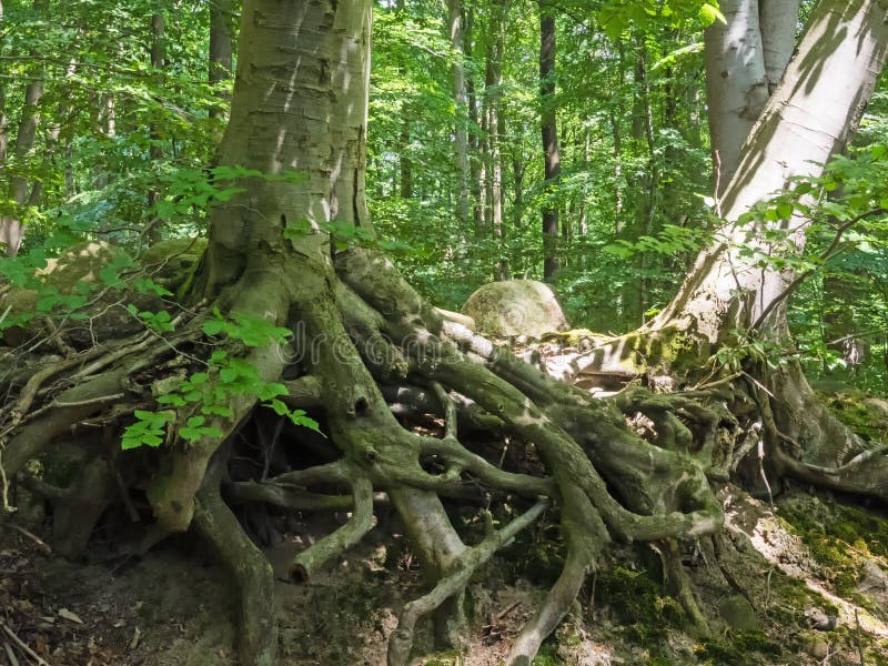 Tree Root of a Beech Tree in a Forest, Mecklenburg-Western Pomerania ...