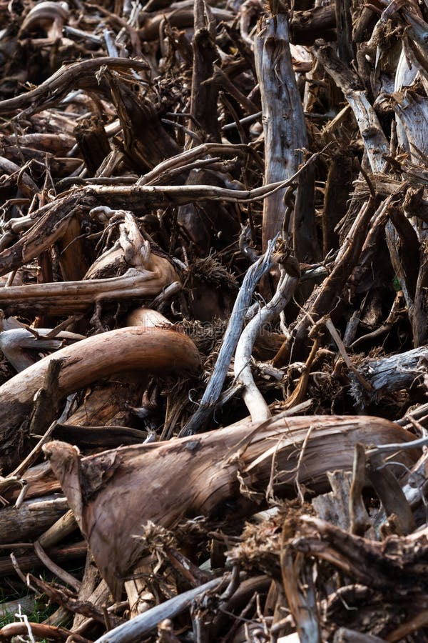 Tree Root and Branch Background, Handcrafted Background of Old Tree ...