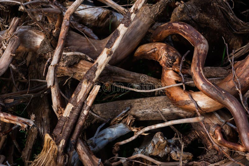 Handcrafted Background of Old Tree Roots and Branches, Abstract Nature ...