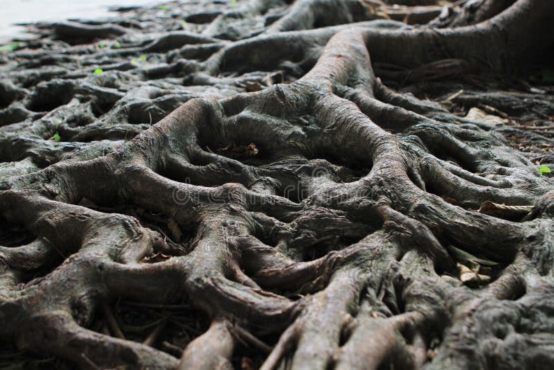 The Tree Root with Brick Road, Hong Kong 10 July 2011 Stock Photo ...