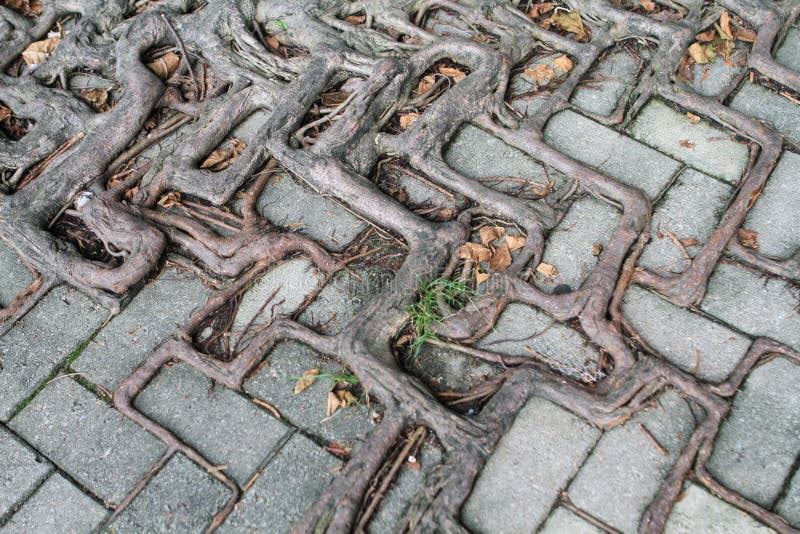 The Tree Root with Brick Road, Hong Kong 10 July 2011 Stock Image ...