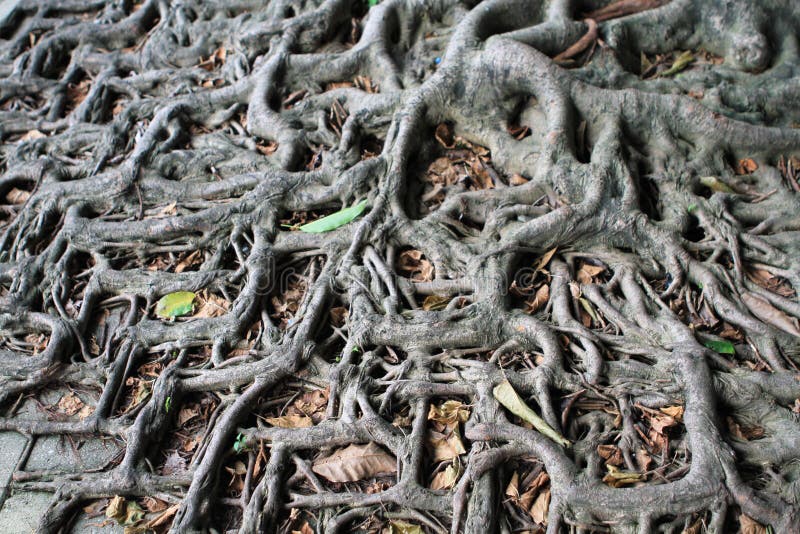 The Tree Root with Brick Road, Hong Kong 10 July 2011 Stock Image ...