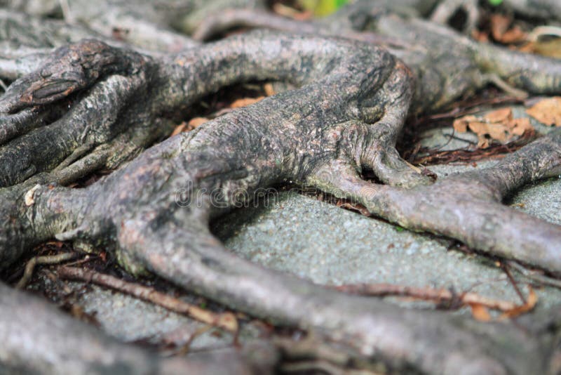 The Tree Root with Brick Road, Hong Kong 10 July 2011 Stock Photo ...