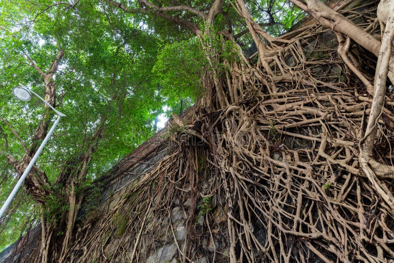 Tree root brick wall stock image. Image of forest, wild - 319019205