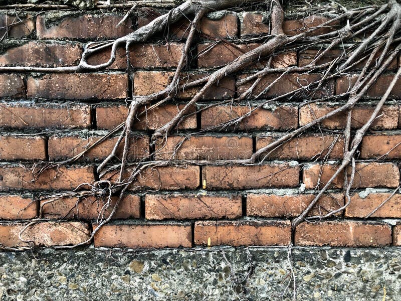 Tree Root on a brick wall stock image. Image of bricks - 133868265