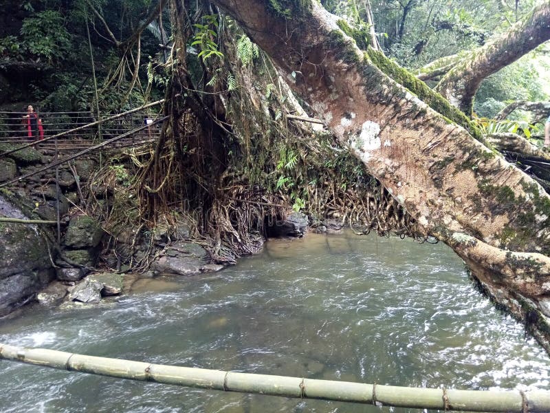 Tree Root Bridge at Shillong Meghalaya Editorial Photo - Image of tree ...