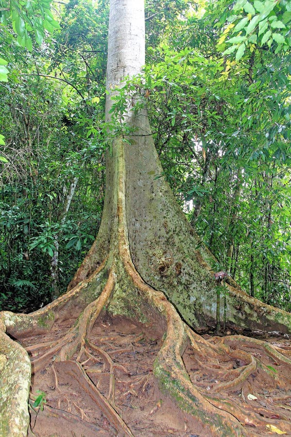 Tree Root Buttress and Tropical Forest Floor Stock Image - Image of ...