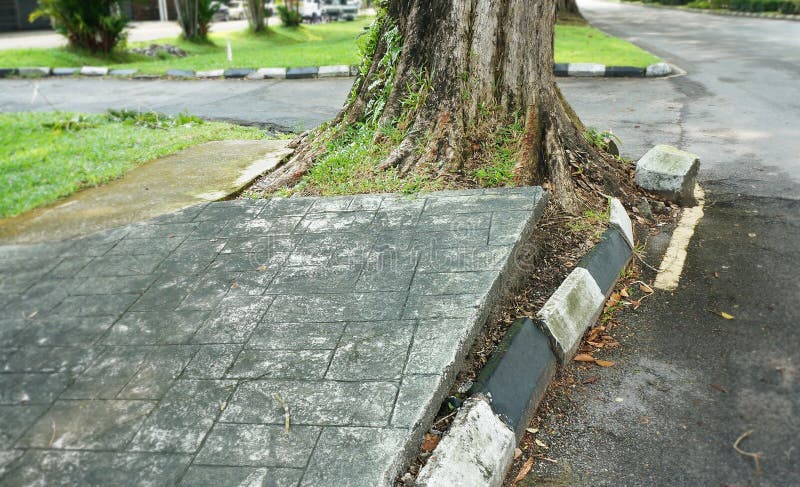 Tree Root Causing Pavement Damage Stock Photo - Image of caution ...