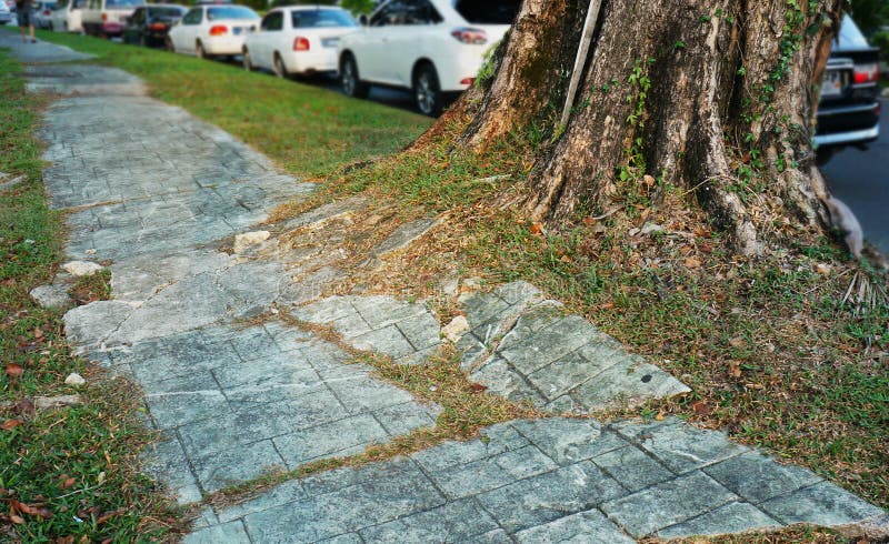 Tree Root Causing Pavement Damage Stock Image - Image of safety ...