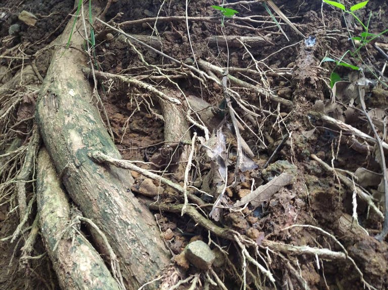 Tree Root on the Clift River Erosion Stock Photo - Image of root, tree ...