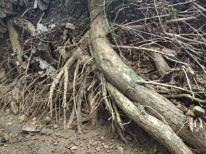 Tree Root on the Clift River Erosion Stock Image - Image of tree ...
