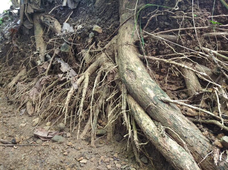 Tree Root on the Clift River Erosion Stock Photo - Image of river, tree ...