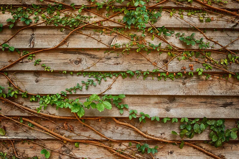 Tree Root Climbing on the Wall. Stock Image - Image of garden, color ...